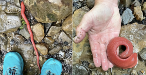 The Kinabalu Giant Red Leech: Malaysia’s Rare Predator That Doesn’t ...